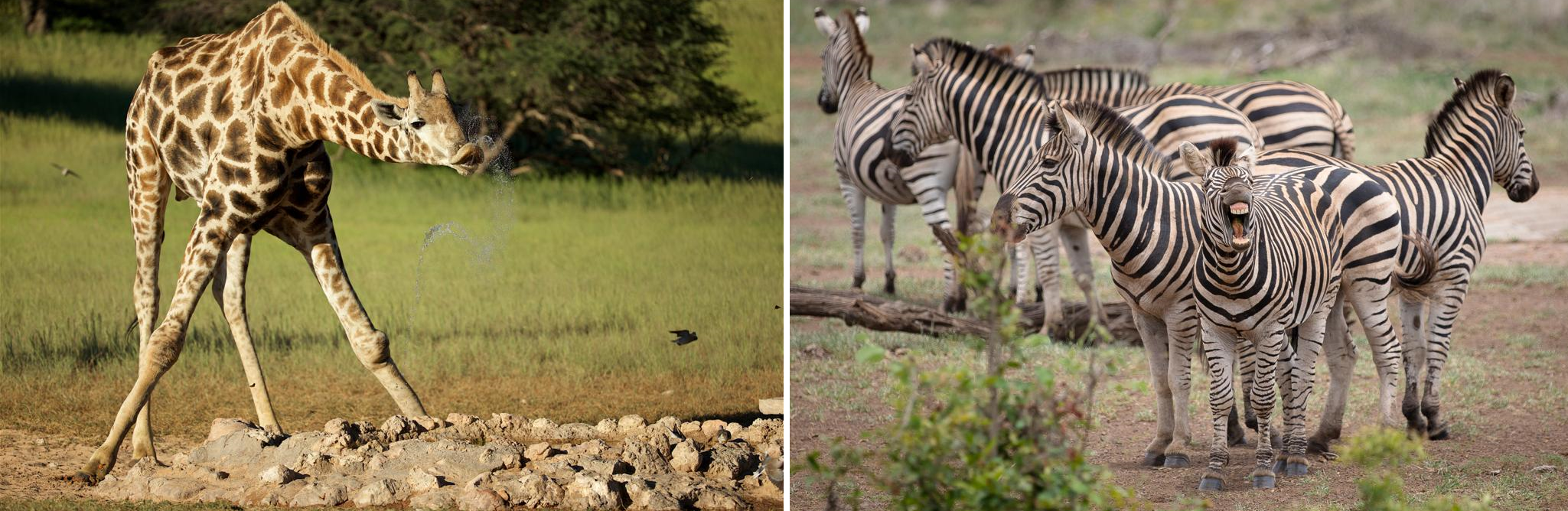 Bushveld Bundu Bash | Entry Ninja – the best outdoor, fitness and ...